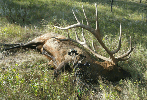 Potential New World Record Elk Has Been Confirmed – Kings Camo